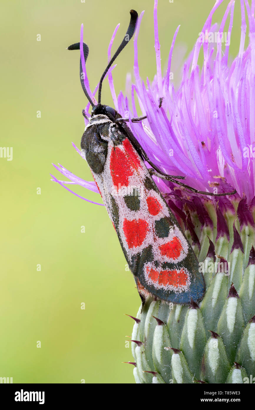 Provence burnet moth Stock Photo - Alamy