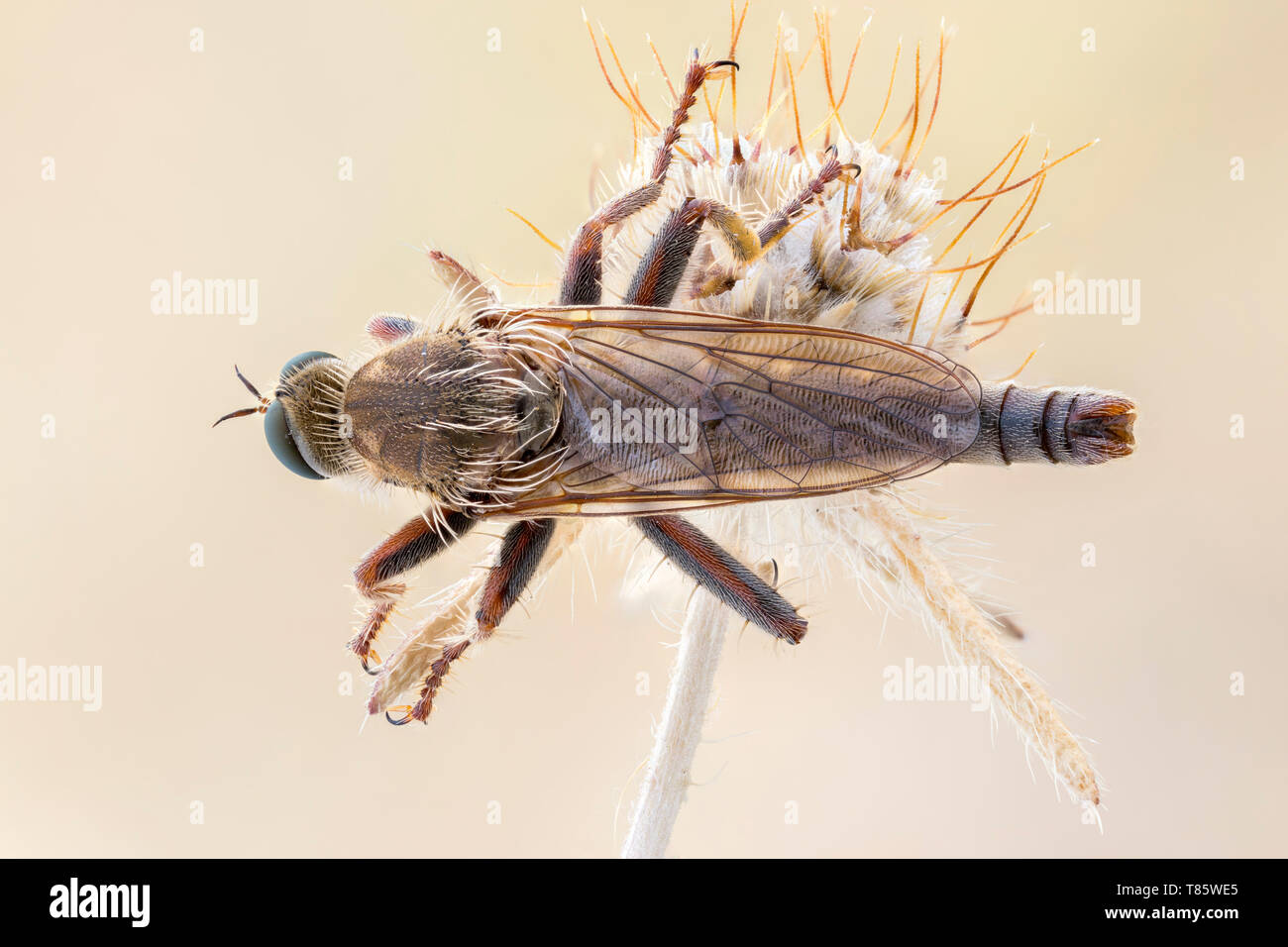 Robber fly asilidae hi-res stock photography and images - Alamy