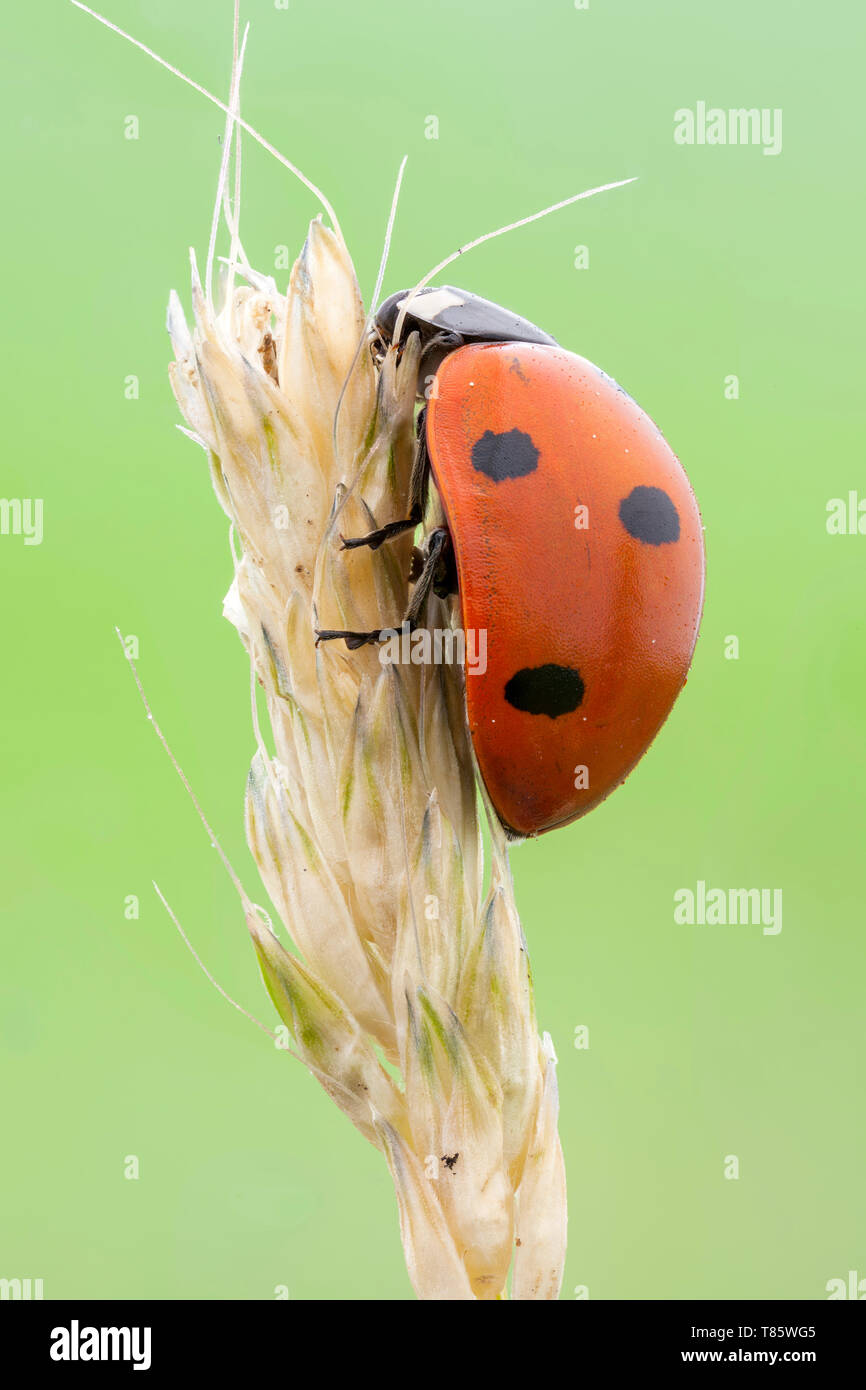 Ladybird animal hi-res stock photography and images - Alamy