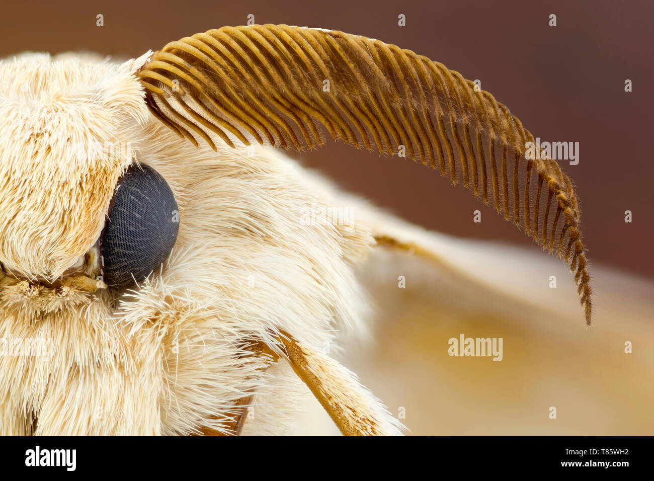 Silk moth hi-res stock photography and images - Alamy