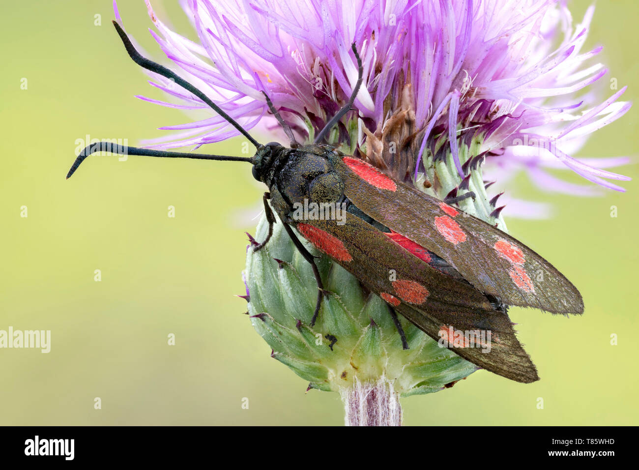 Six spot burnet moth Stock Photo - Alamy