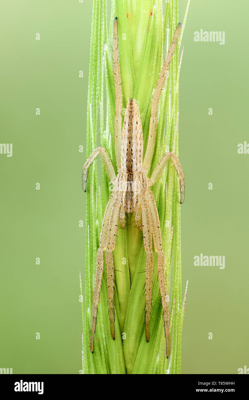 Slender crab spider Stock Photo - Alamy