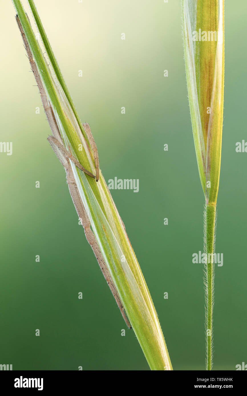 Slender crab spider Stock Photo - Alamy