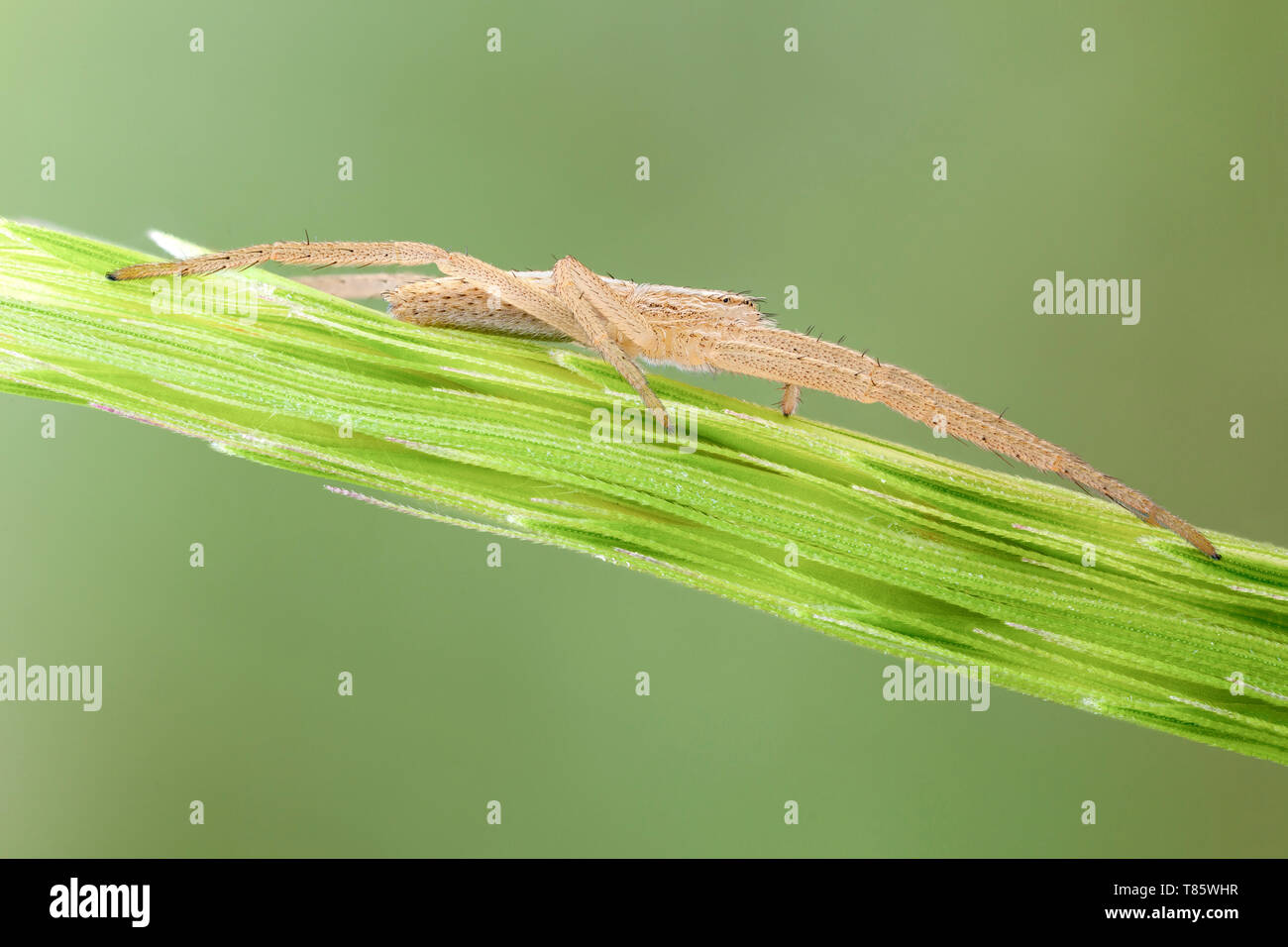 Slender crab spider lateral Stock Photo - Alamy