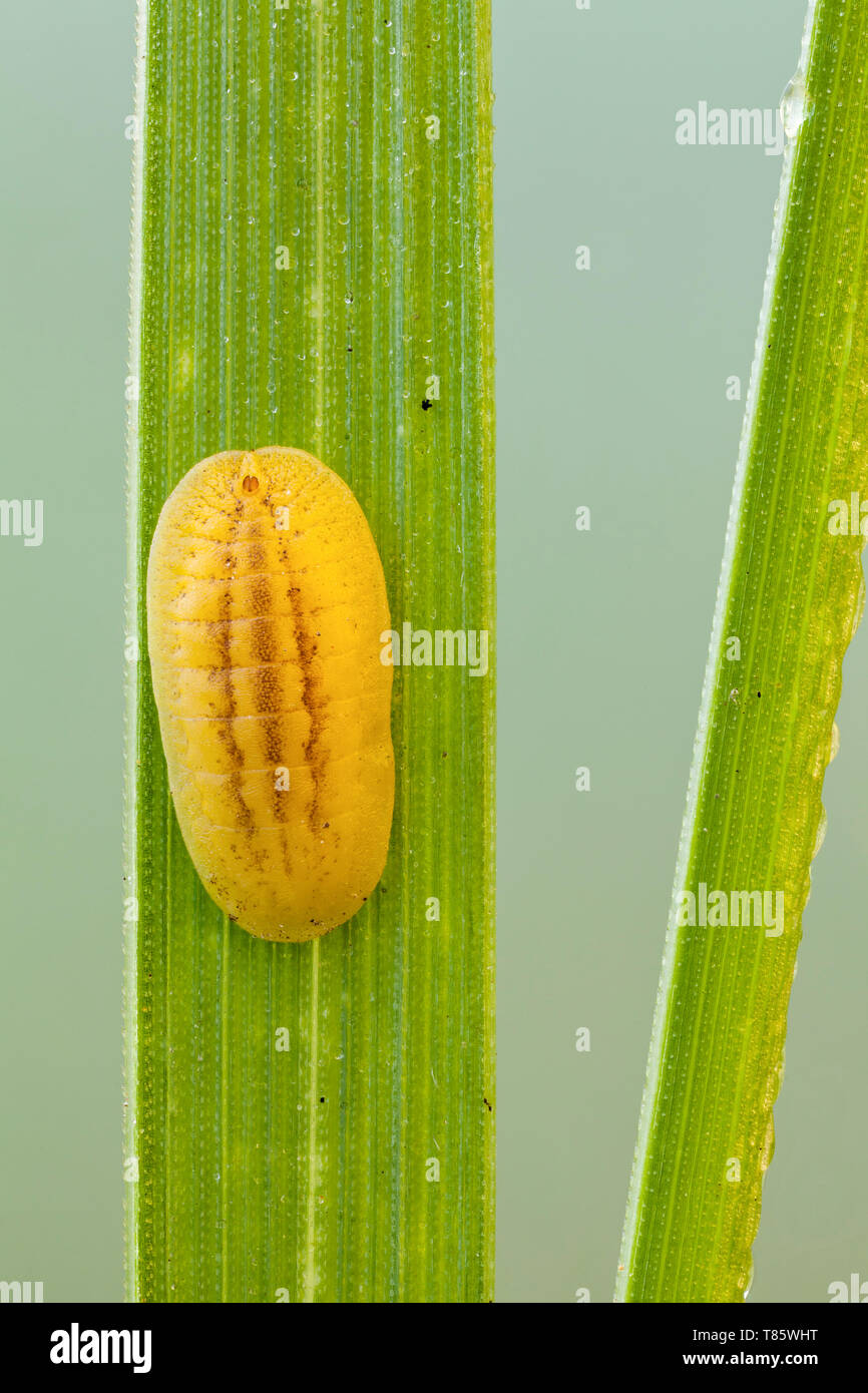 Slug caterpillar nymph Stock Photo - Alamy
