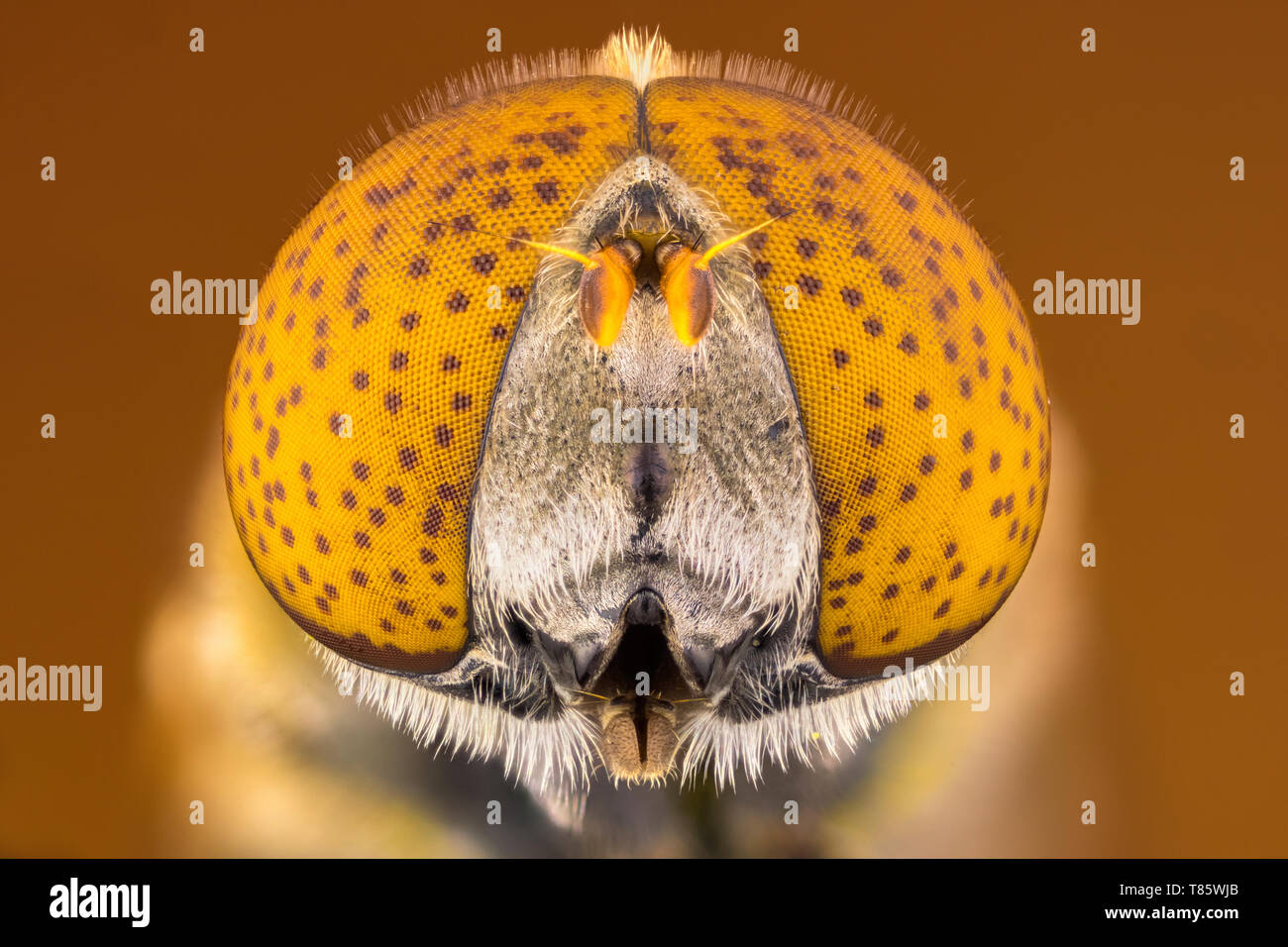 Spotted eye hoverfly hi-res stock photography and images - Alamy