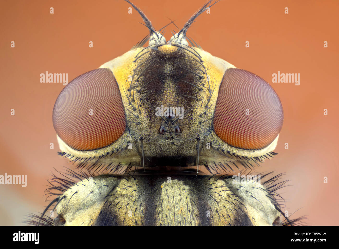 Stable fly hi-res stock photography and images - Alamy