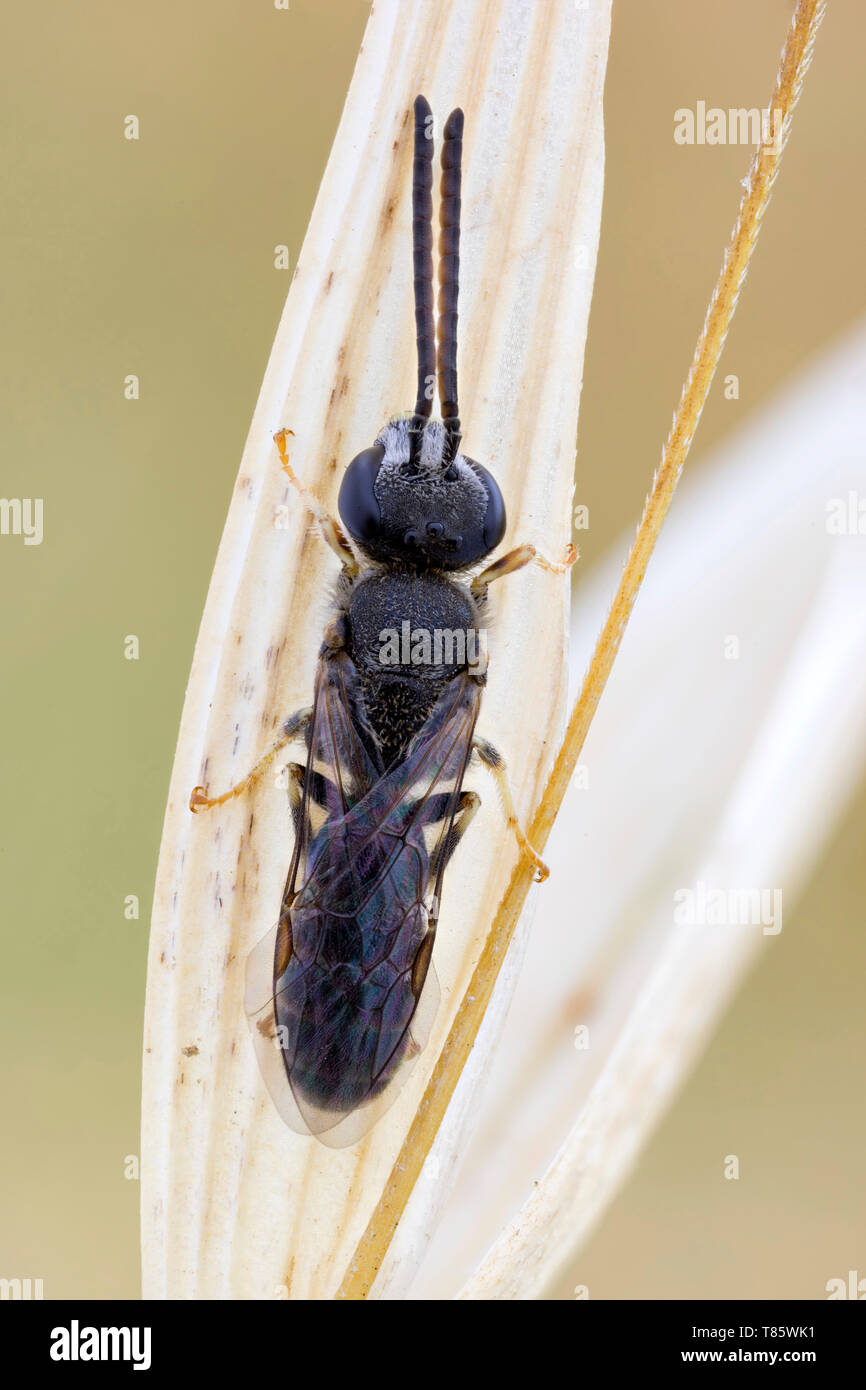 Sweat bee hi-res stock photography and images - Alamy