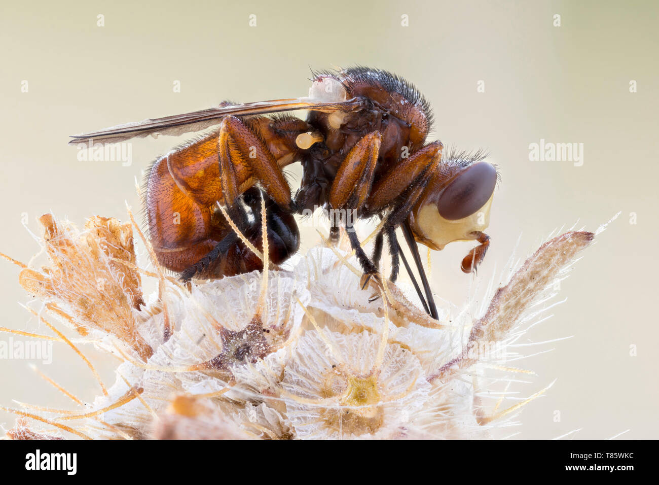Thick headed fly Stock Photo - Alamy