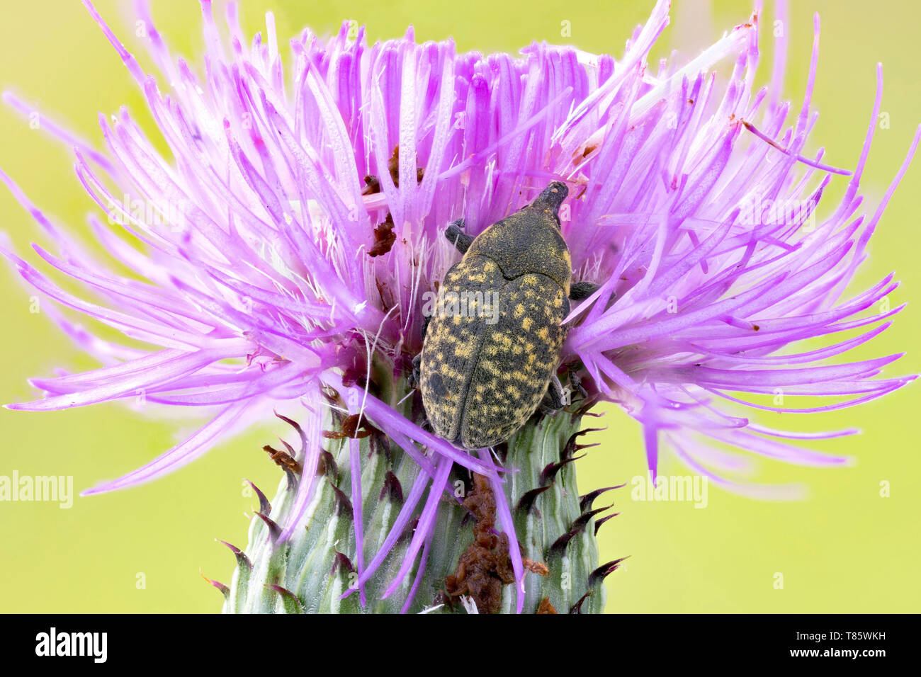 Flower Weevil High Resolution Stock Photography and Images - Alamy