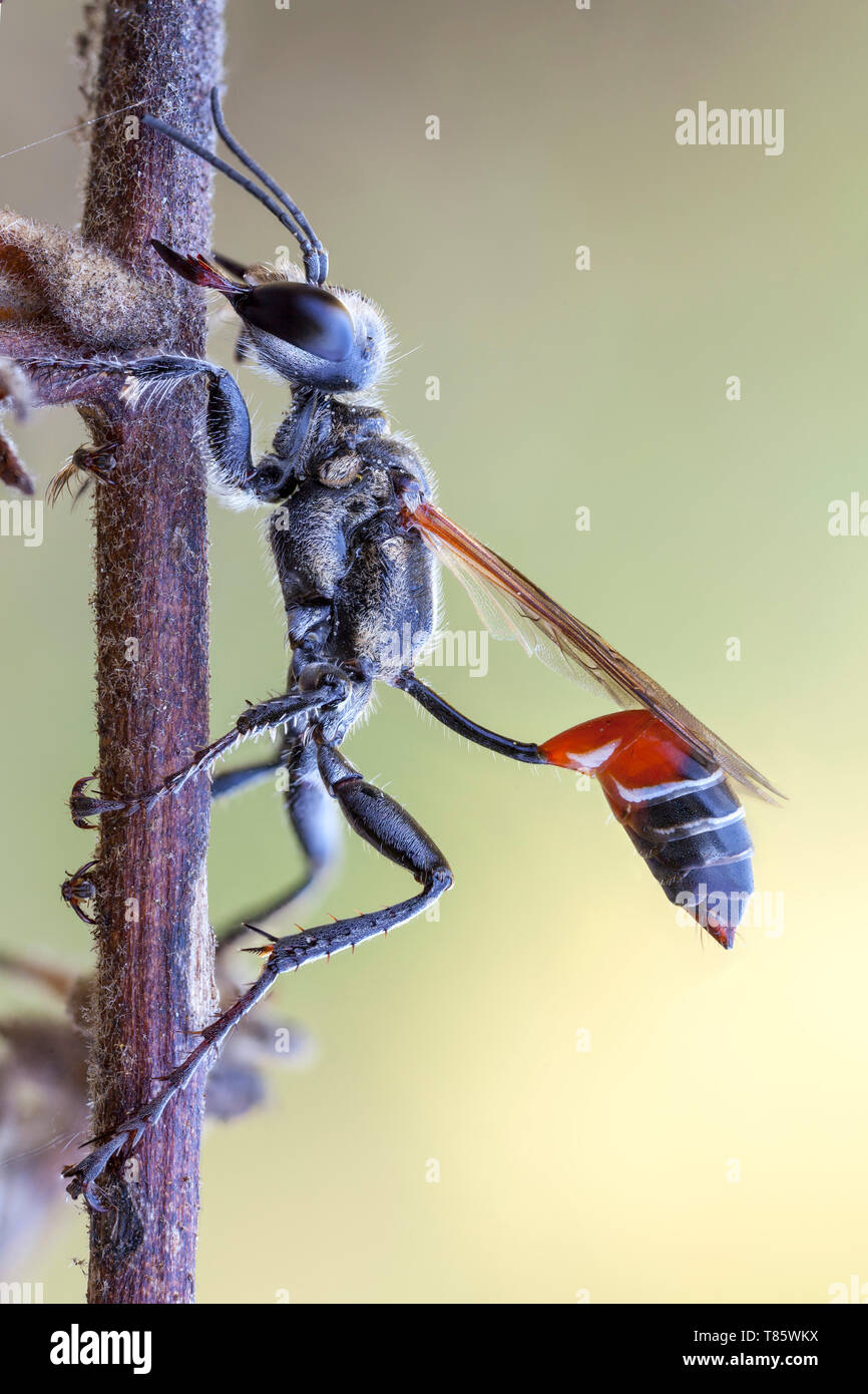 Thread waisted wasp Stock Photo - Alamy
