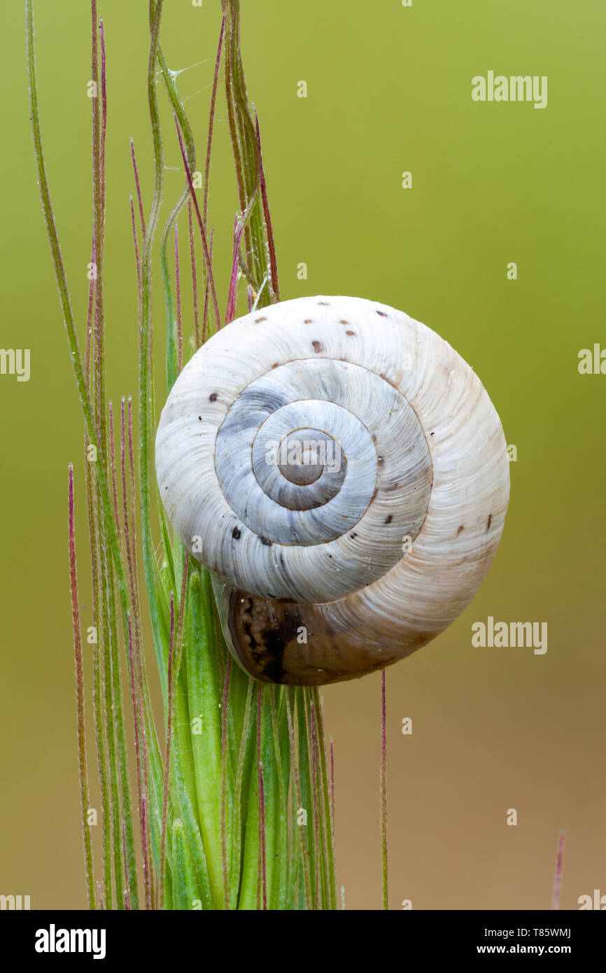 Mollusc gastropod hi-res stock photography and images - Alamy