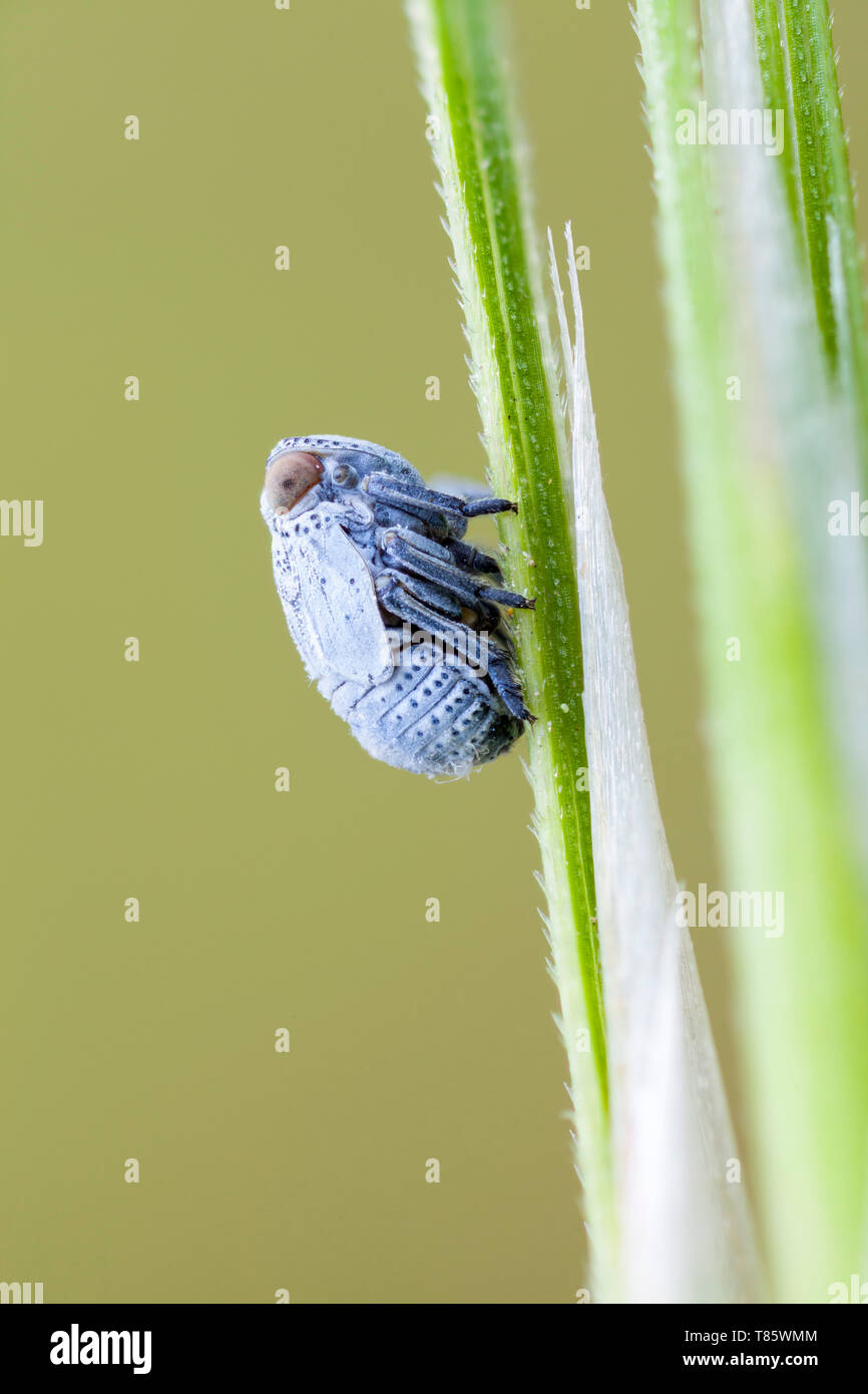 Tree hopper nymph Stock Photo - Alamy