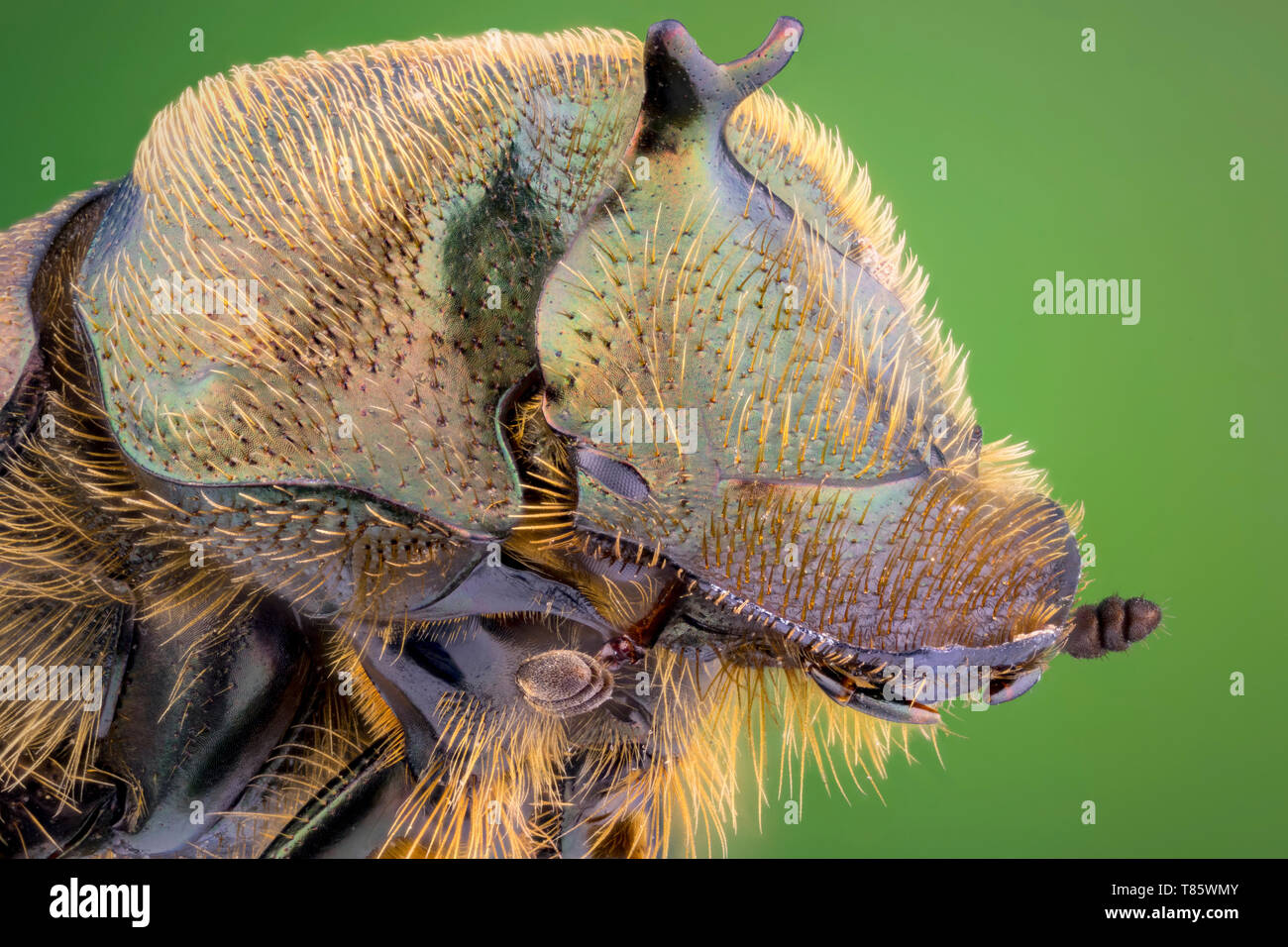 True dung beetle hi-res stock photography and images - Alamy