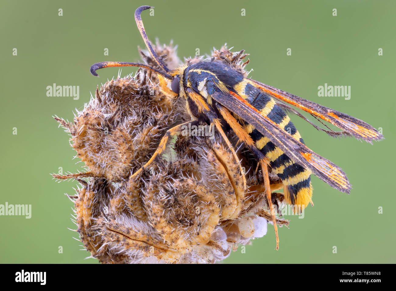 Borer moth hi-res stock photography and images - Alamy