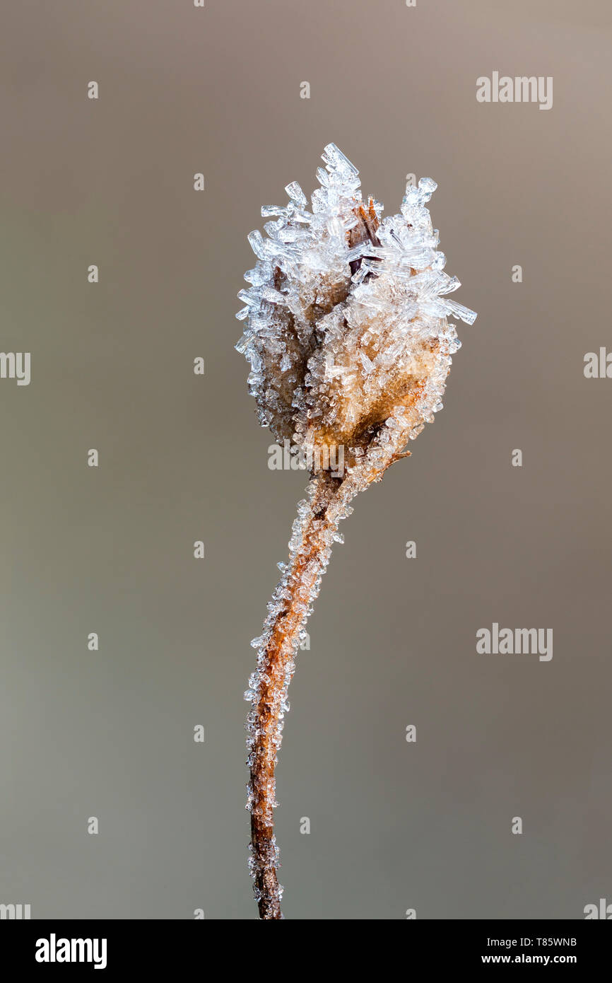 Plant frozen frost hi-res stock photography and images - Alamy