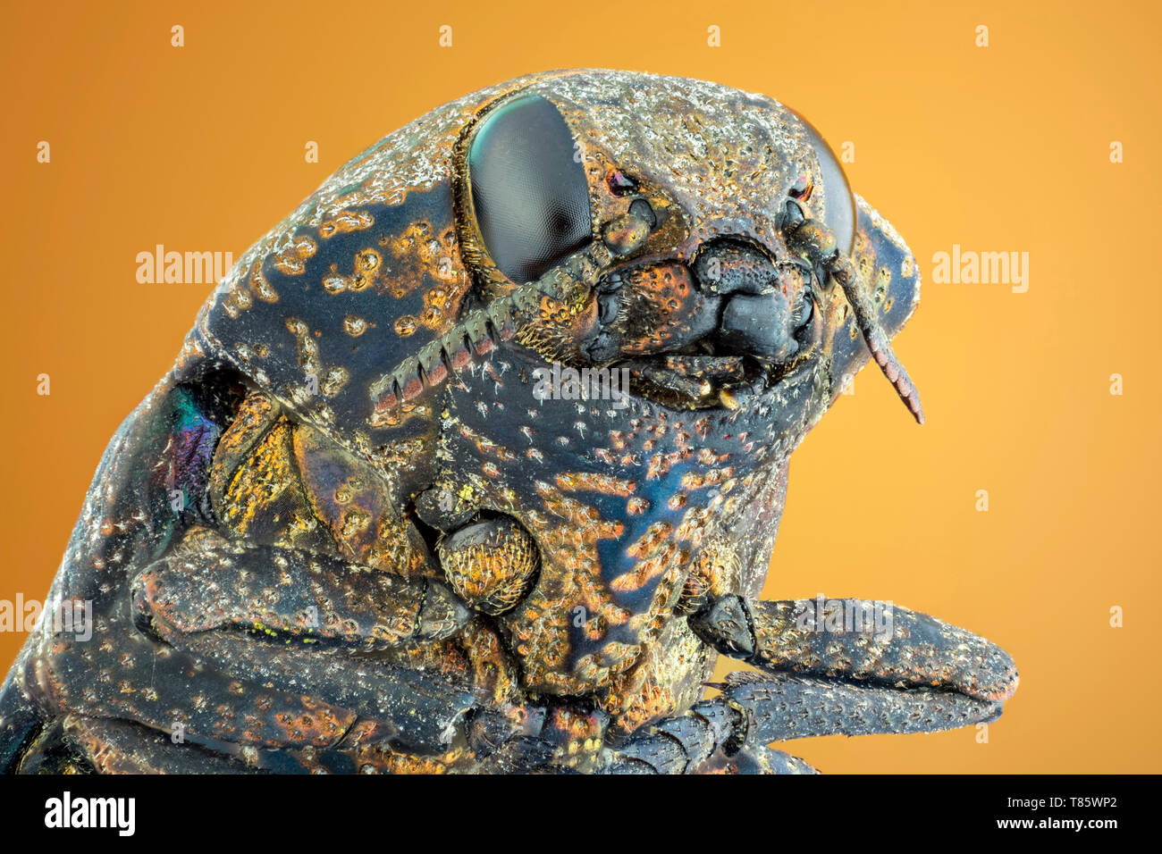 Wood boaring beetle Stock Photo - Alamy