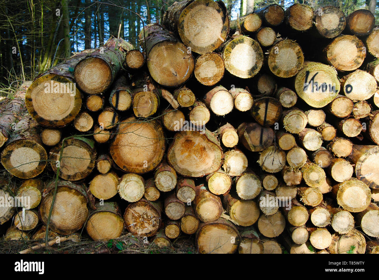 Cutted tree hi-res stock photography and images - Alamy