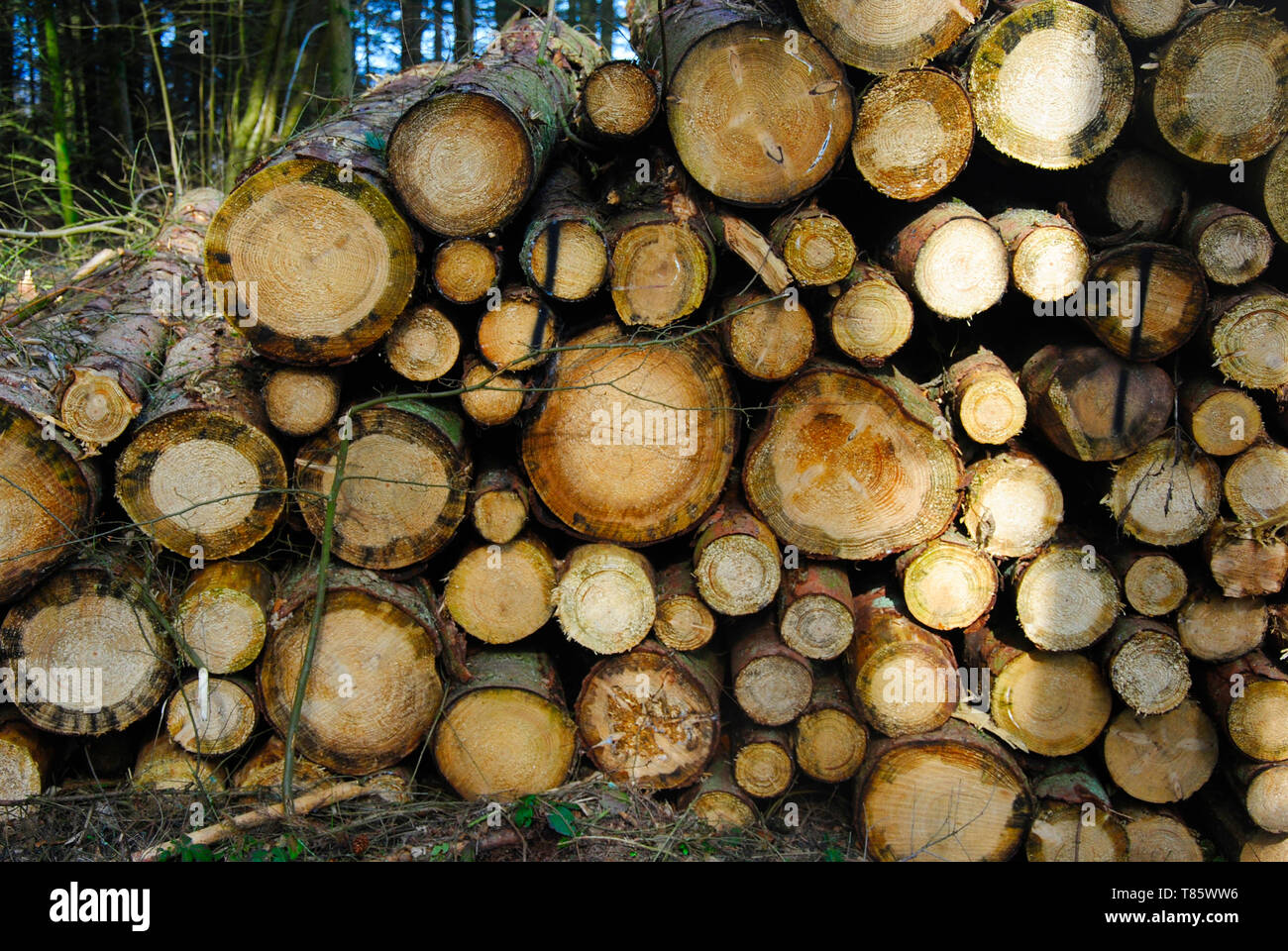 Cutted tree hi-res stock photography and images - Alamy