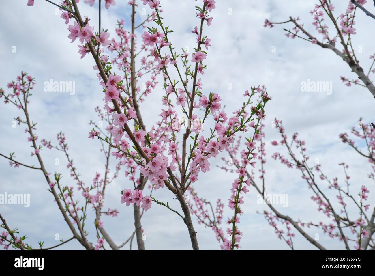 Pink blossoms peach orchard hi-res stock photography and images - Alamy