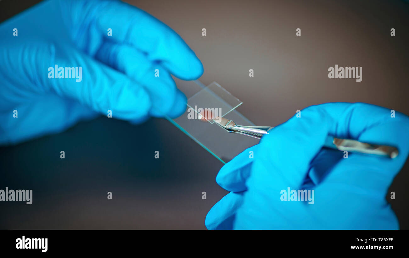 Scientist preparing microscope slide Stock Photo - Alamy