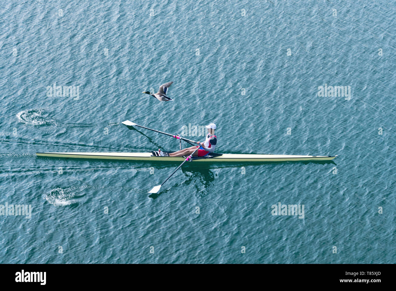 Man rowing scull Stock Photo - Alamy