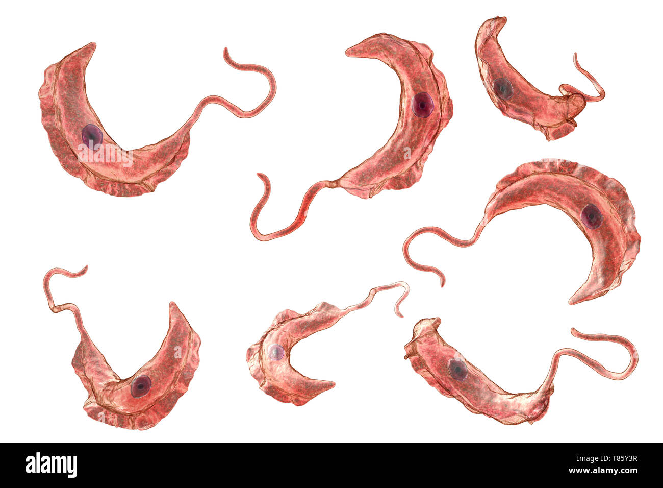 Protozoan parasite Cut Out Stock Images & Pictures - Alamy