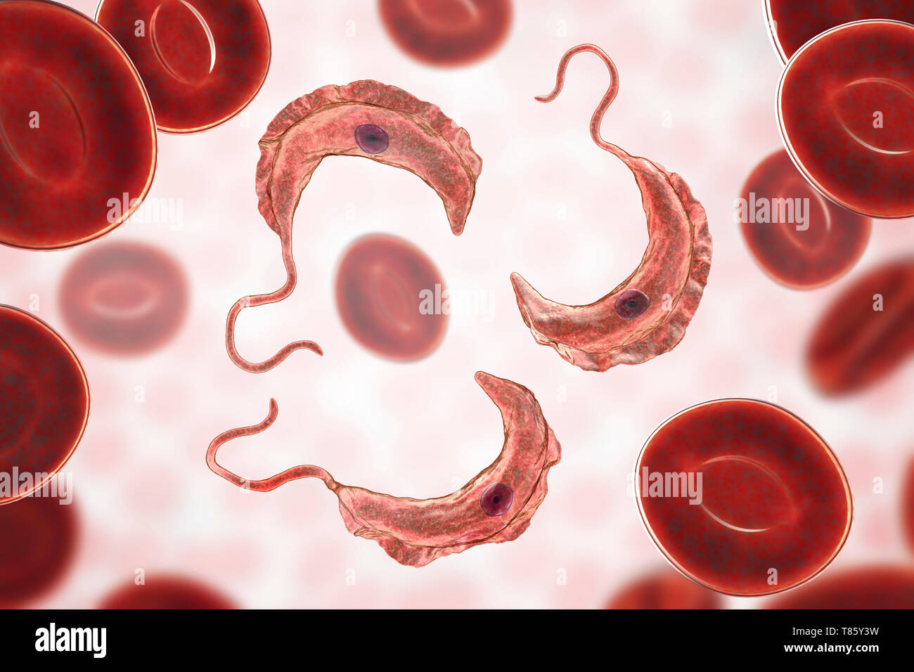 Sleeping Sickness Protozoa