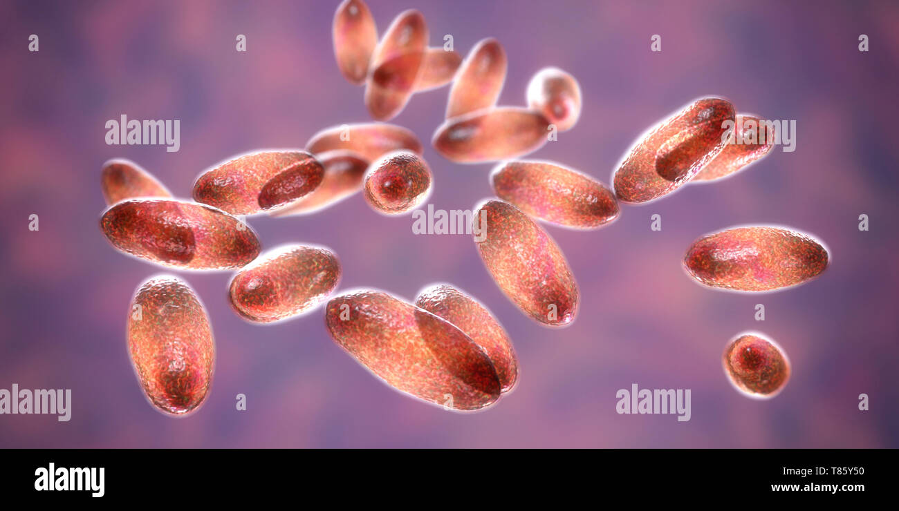 Black death plague illustration hi-res stock photography and images - Alamy