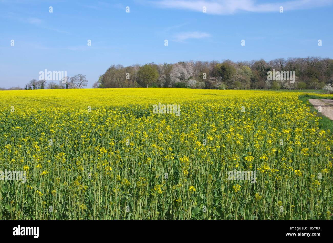 Colza field hi-res stock photography and images - Alamy