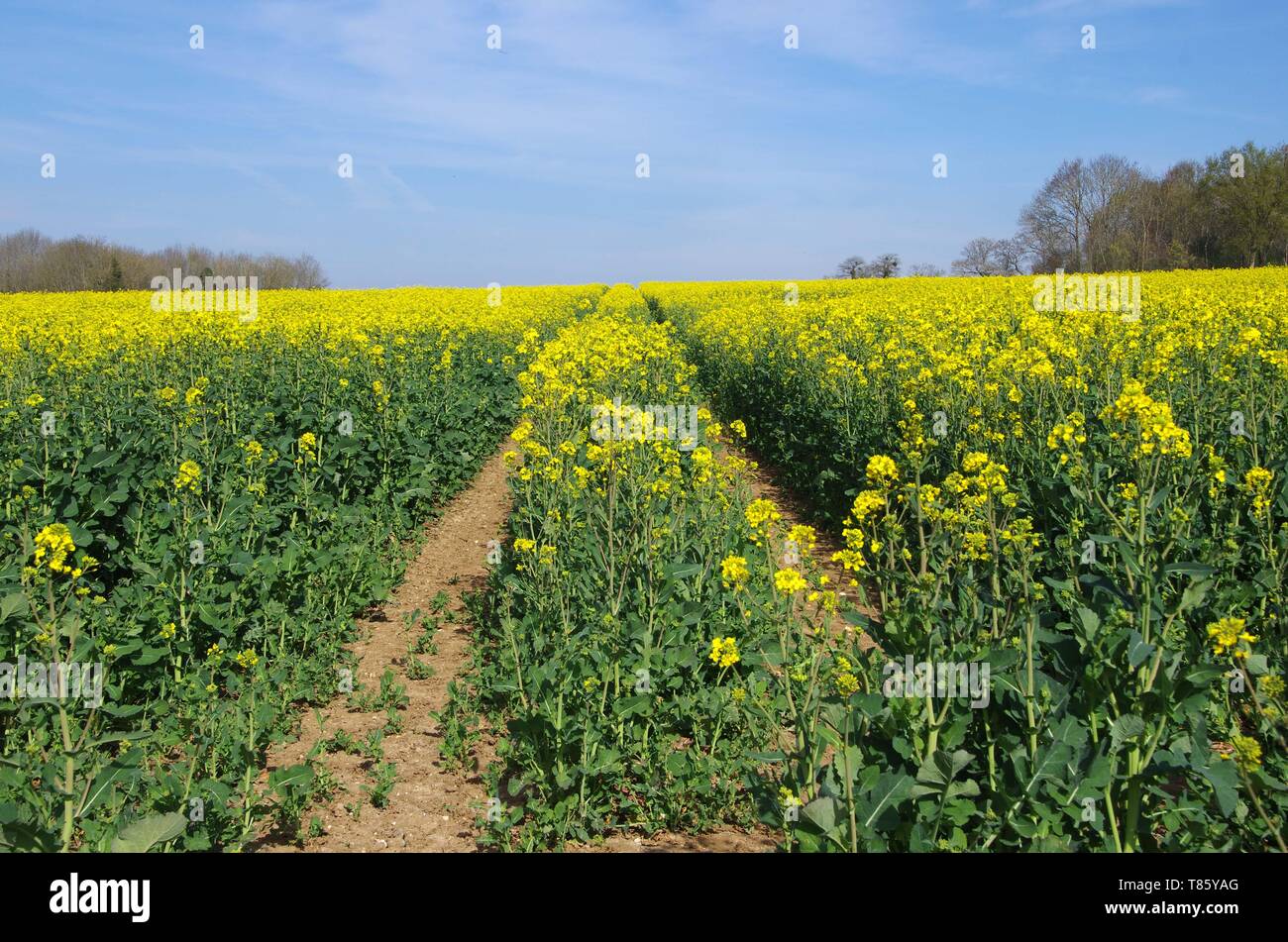 Colza field near Paris in France, Europe Stock Photo - Alamy