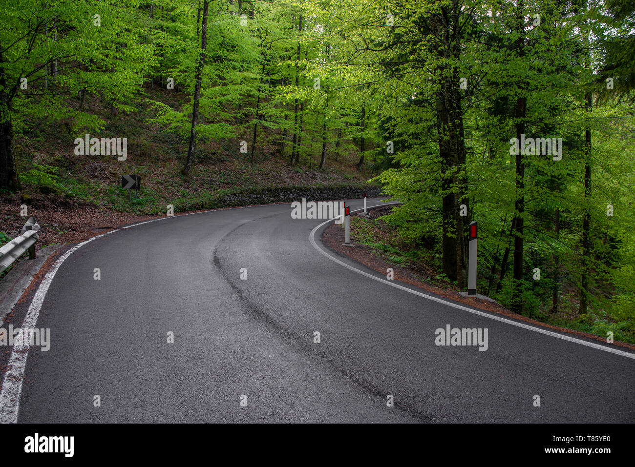 road in the forest in spring Stock Photo - Alamy