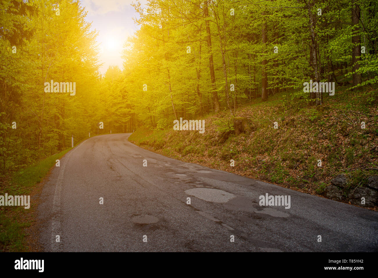 road in the forest in spring Stock Photo - Alamy