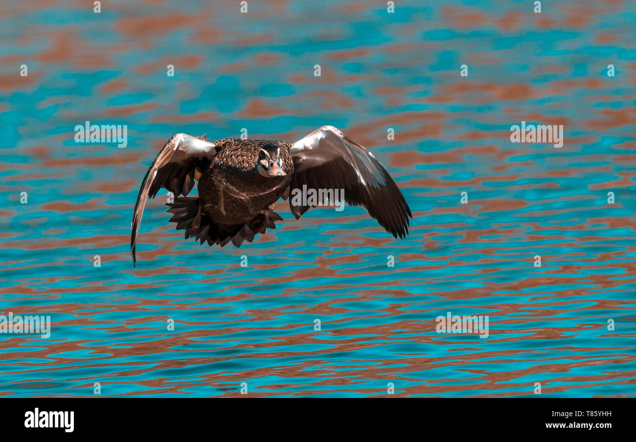 Pacific Black Duck flying over a lake Stock Photo - Alamy