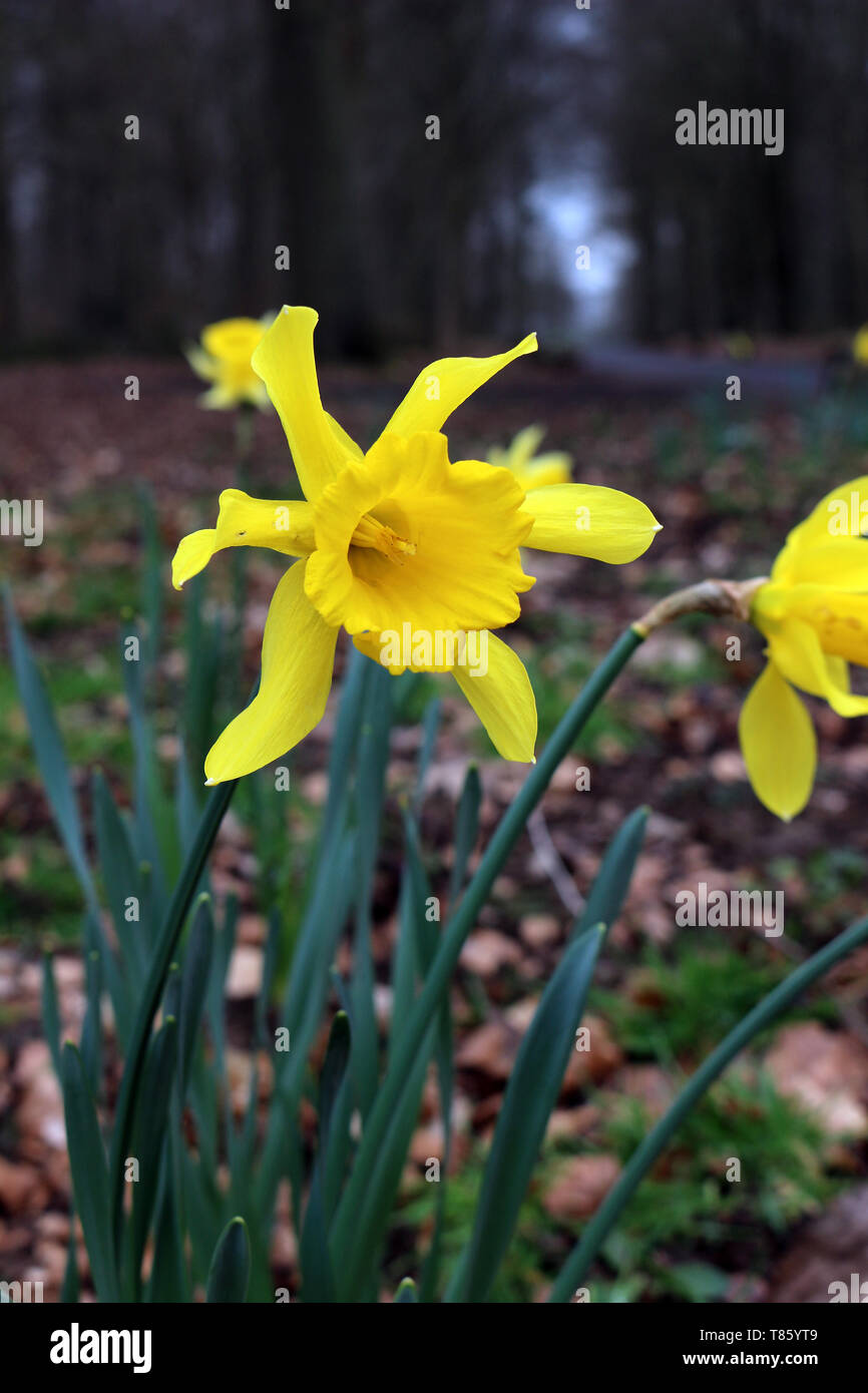 Beautiful spring flowers growing in hi-res stock photography and images ...