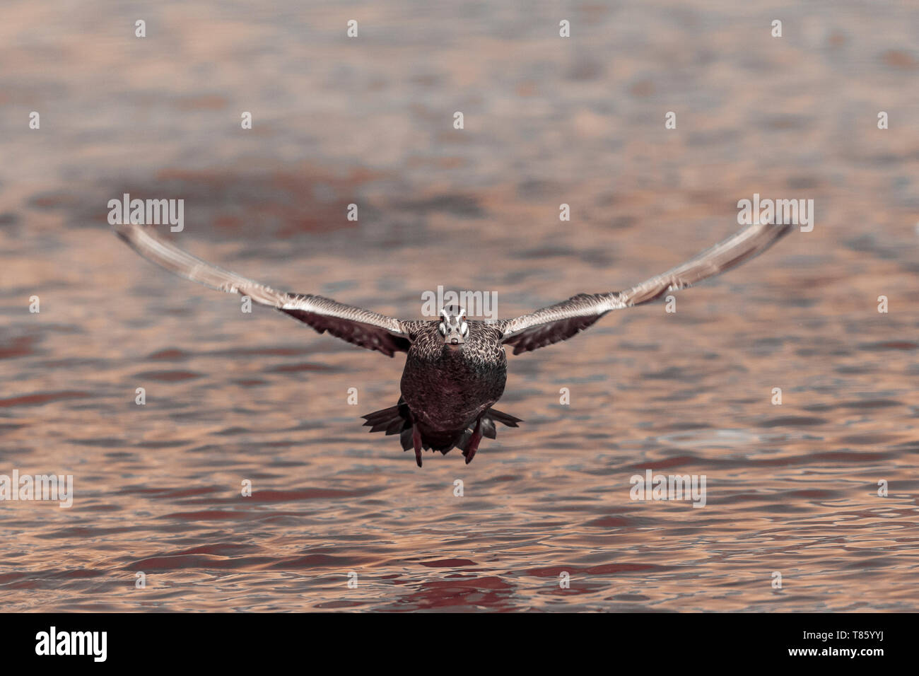 Pacific Black Duck flying over a lake Stock Photo - Alamy