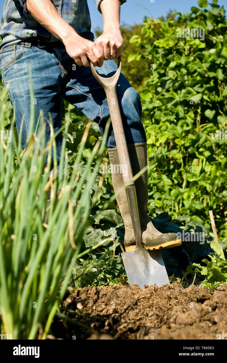 Man summer vegetable patch hi-res stock photography and images - Alamy