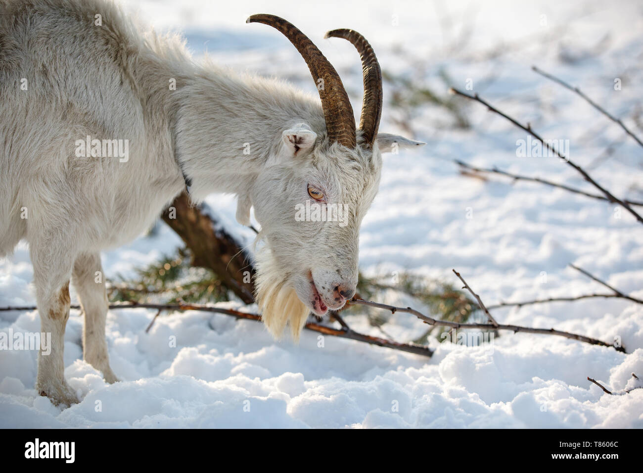 Goat standing snow hi-res stock photography and images - Alamy