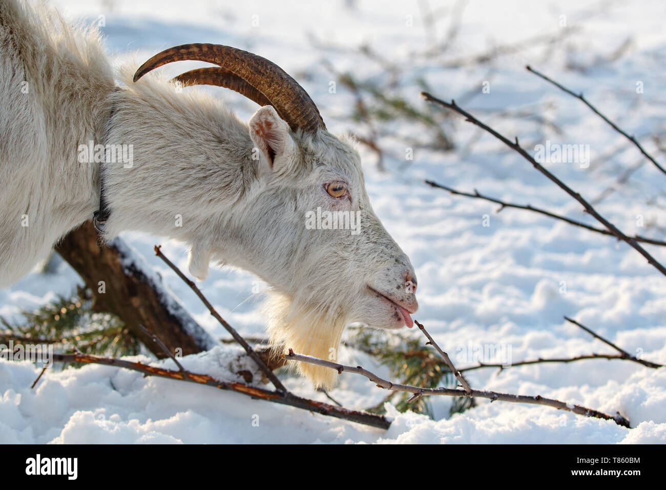 Goat with long horns show your tongue and eat branches Stock Photo - Alamy