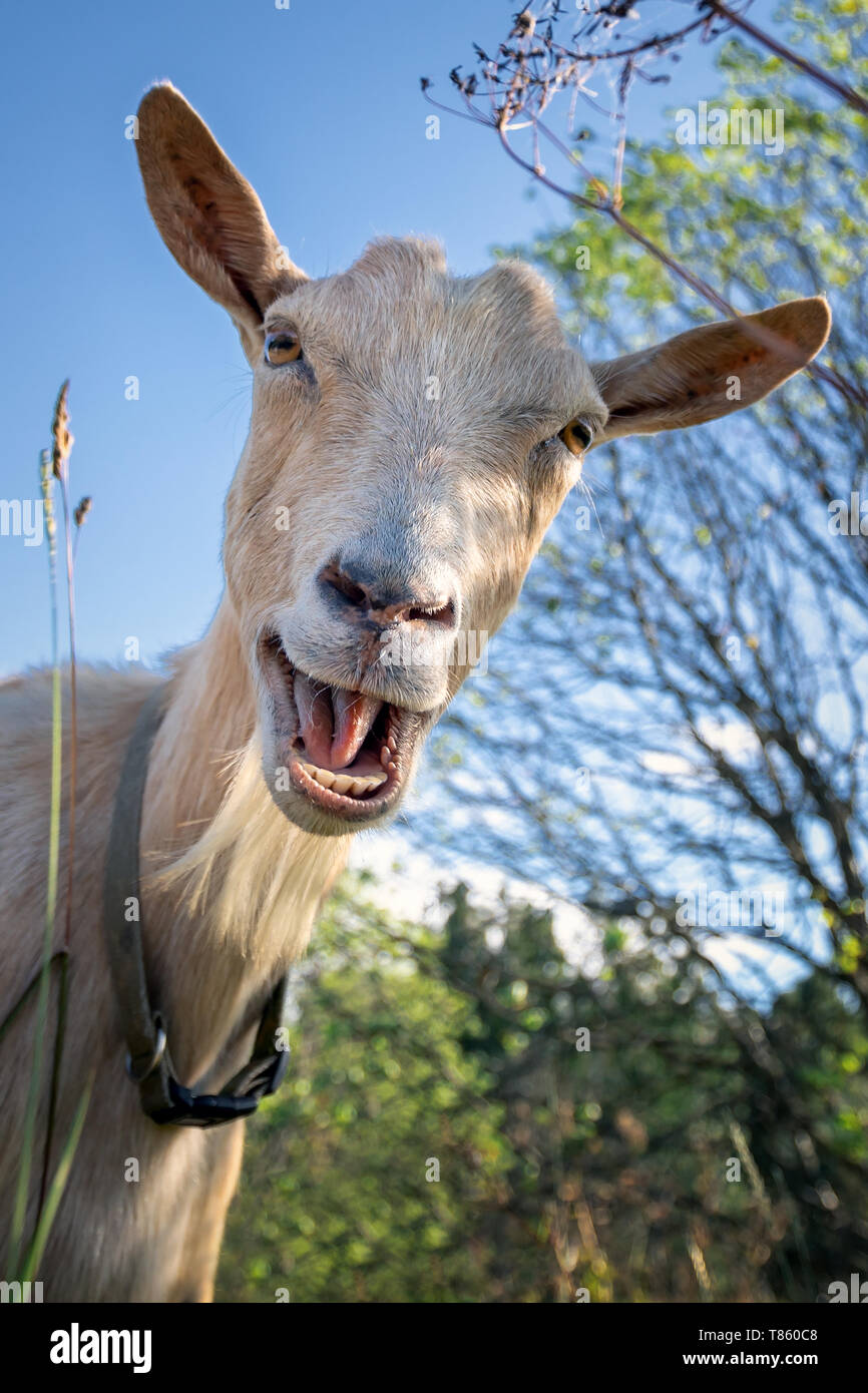 Funny Goats