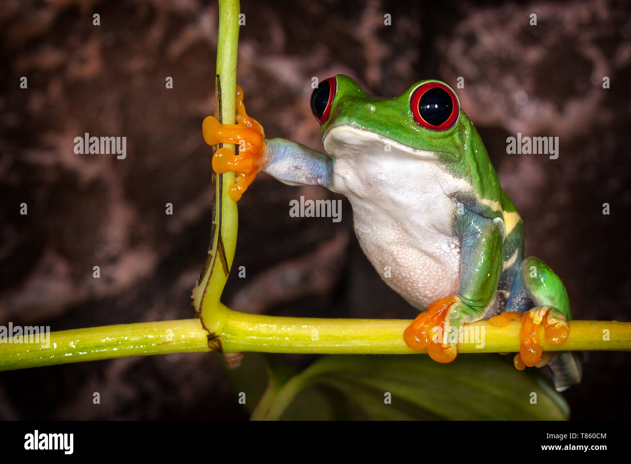 Frog pose hi-res stock photography and images - Alamy