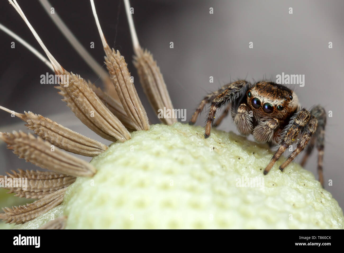 Jumping spider and dandelion seeds Stock Photo - Alamy