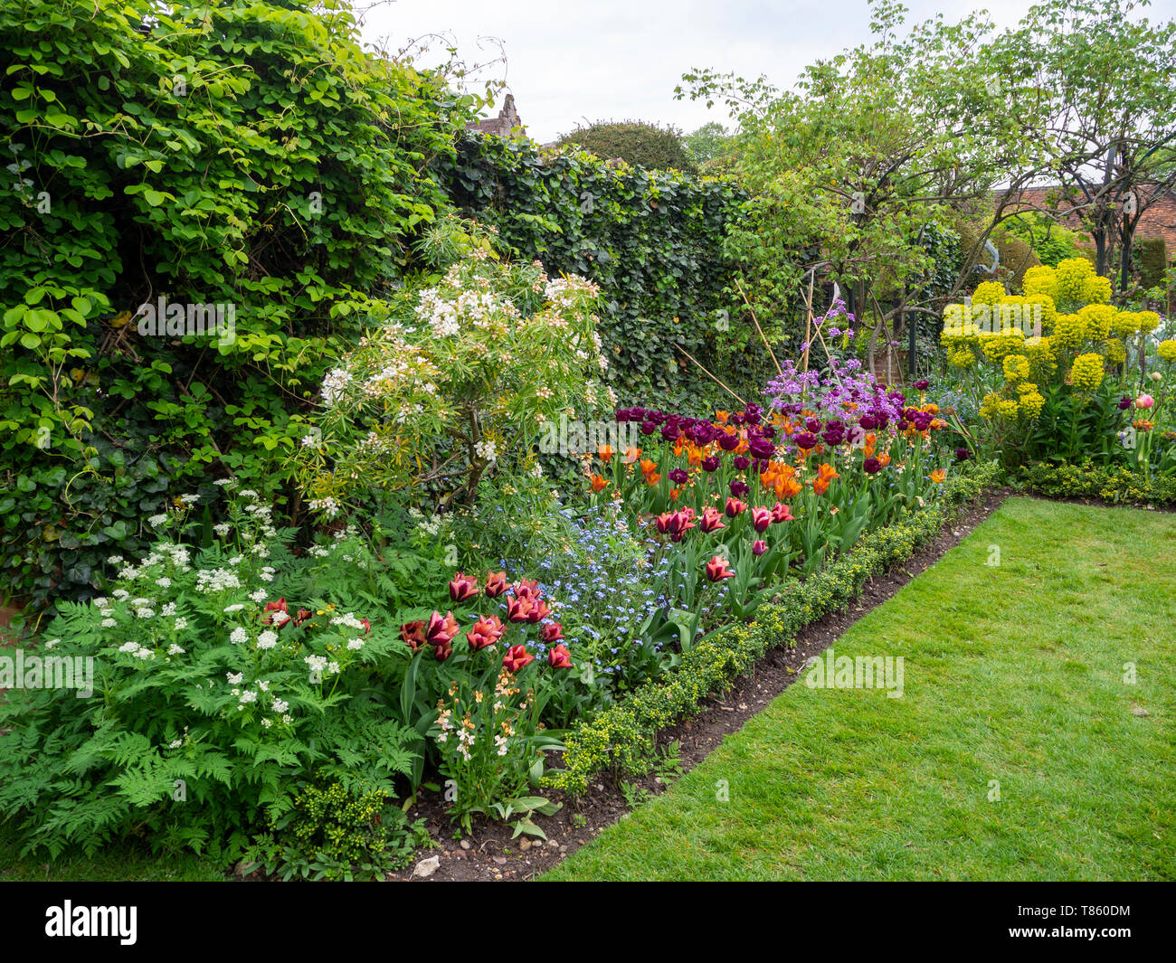 Tuilp border hi-res stock photography and images - Alamy