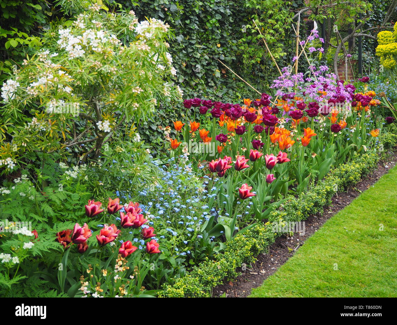 Tulip border hi-res stock photography and images - Alamy