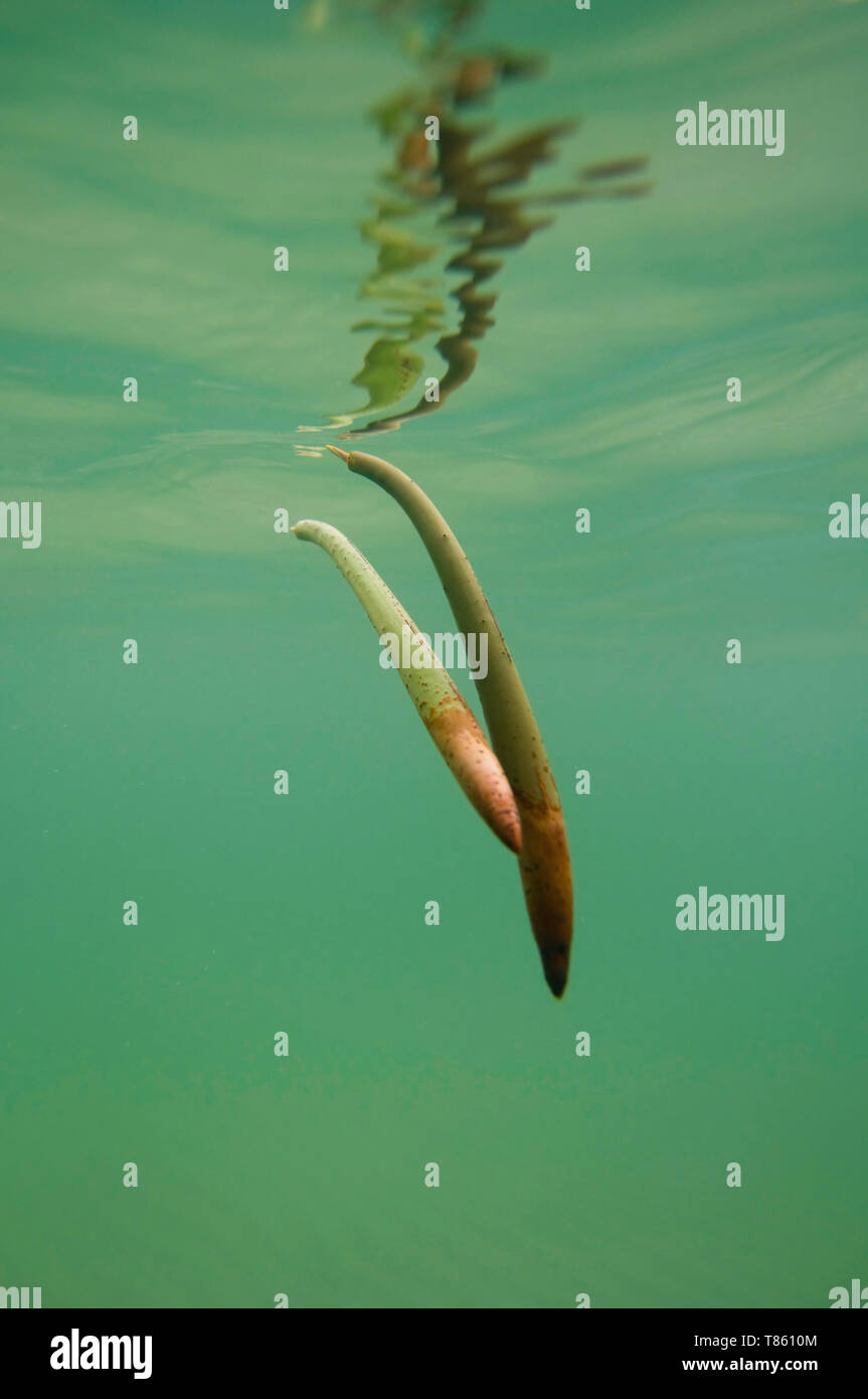 Mangrove seeds hi-res stock photography and images - Alamy
