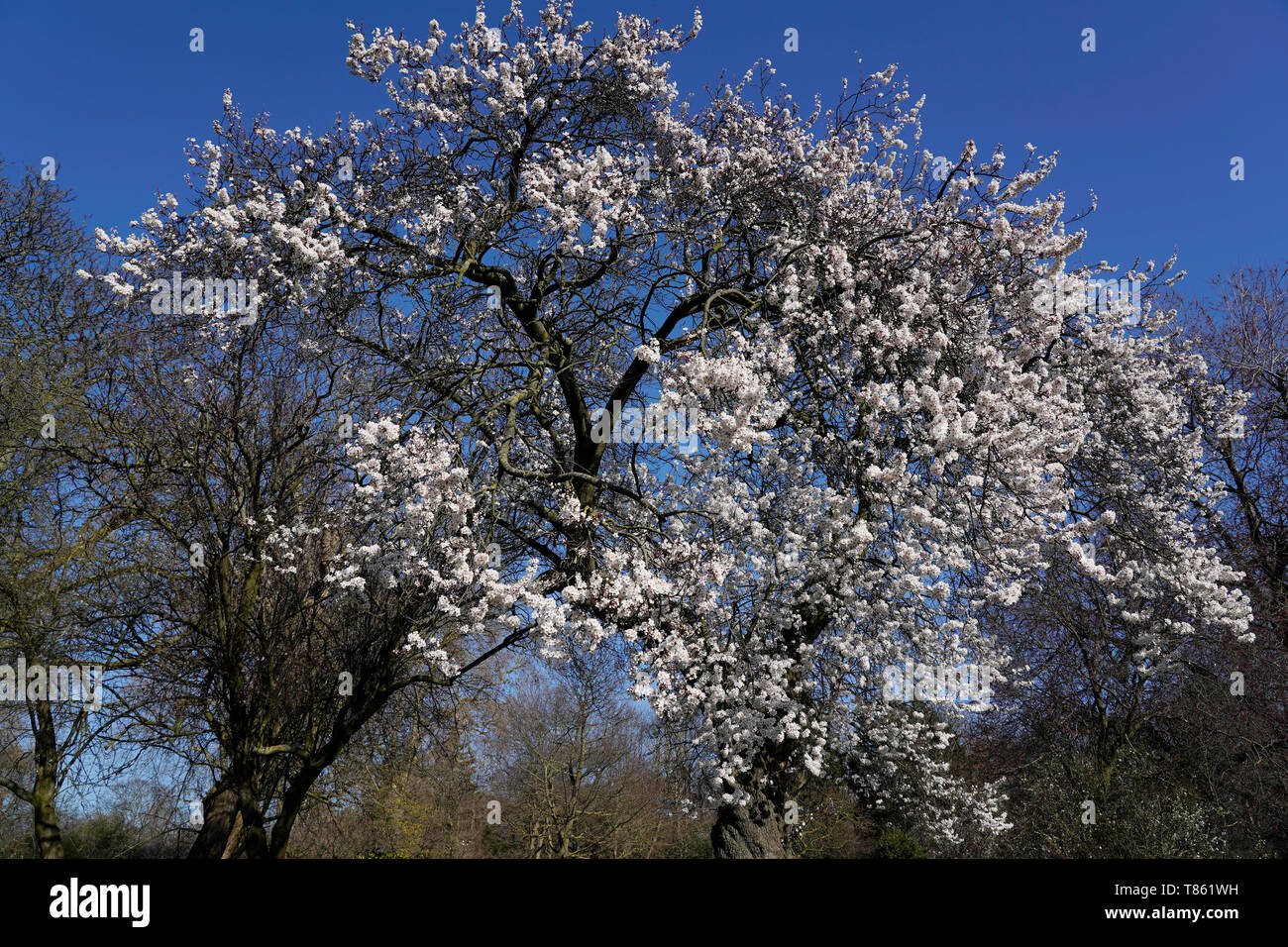 Spring blossoming tree Stock Photo - Alamy