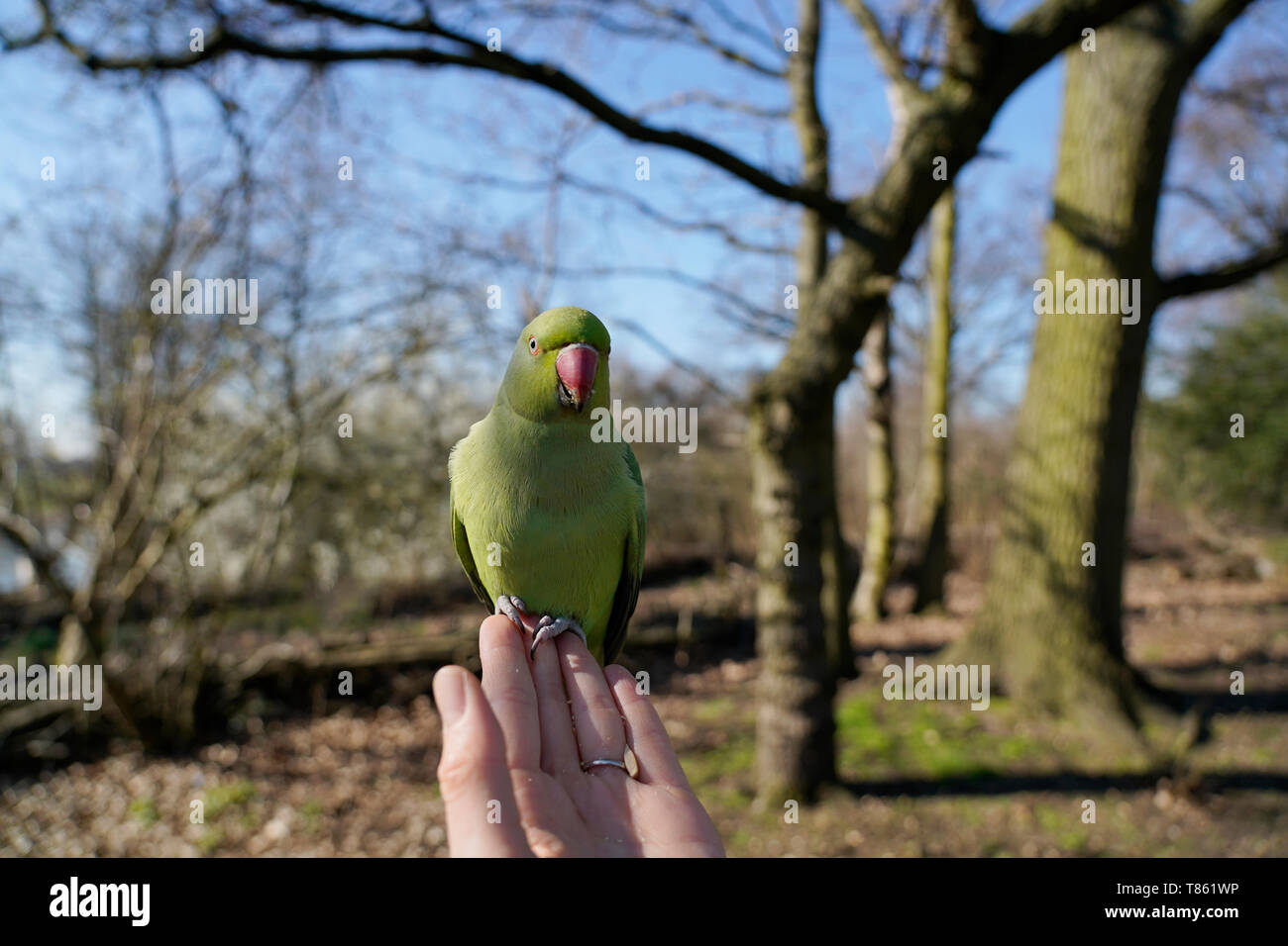 Green parrot in London (a ring neck parakeet), Hyde Park, UK Stock ...
