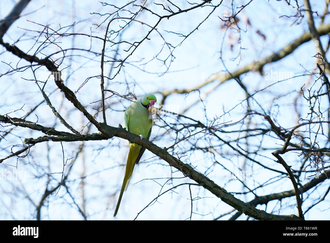 Green parrot in London (a ring neck parakeet), Hyde Park, UK Stock ...