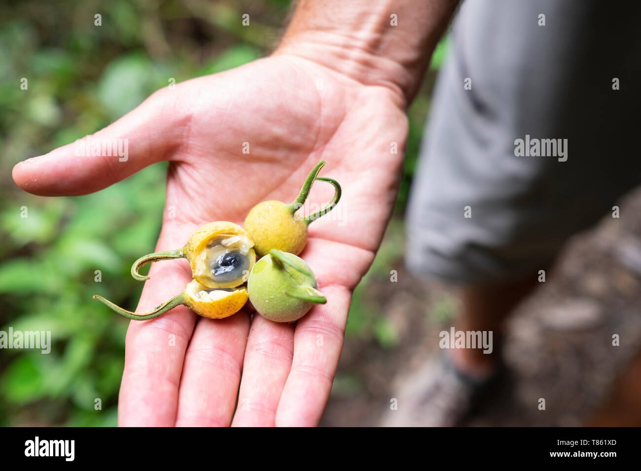Wild fruit known by locals as "Cabeza de vaca" (cow head) for its shape ...