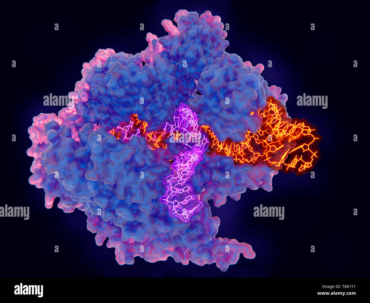 CRISPR-Cas9 gene editing complex, illustration Stock Photo - Alamy